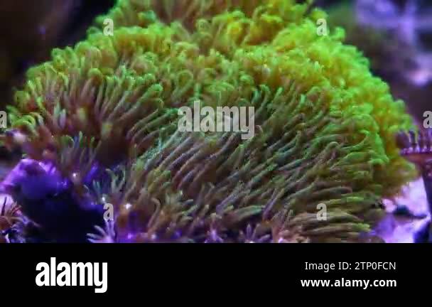 vibrant green star polyp colony, organism long tentacle move in ...
