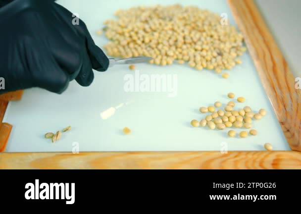 Grain separation Stock Videos & Footage - HD and 4K Video Clips - Alamy