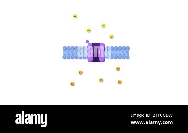 Therapeutic targets Stock Videos & Footage - HD and 4K Video Clips - Alamy