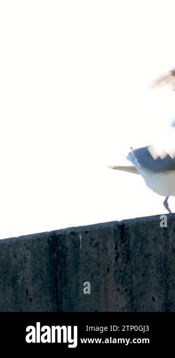 two seagulls fight peck each others beak white seagull gray man woman ...