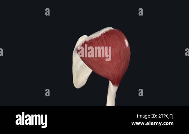 The Deltoid muscle is a large triangular-shaped muscle that lies over ...