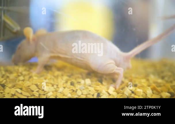 Mouse in cage a lot of. Big Group of Pet White Mice in an Aquarium ...