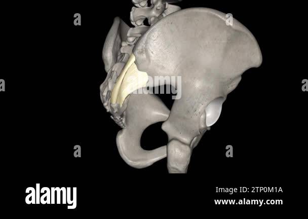 The posterior sacroiliac ligament is a compound ligament composed of ...