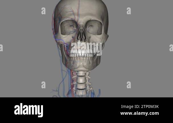 The transverse facial artery is an artery that branches from the ...