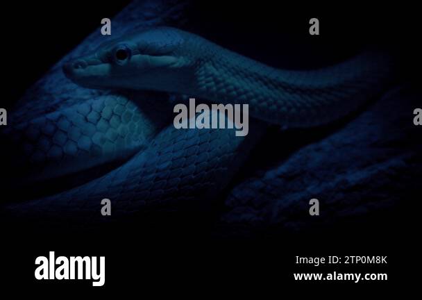 Jungle snake Stock Videos & Footage - HD and 4K Video Clips - Alamy