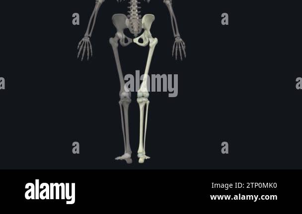 Lower limb anatomy , Knee, Bones: tibia, fibula, patella Stock Video ...
