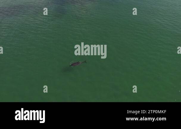 Dolphin teeth fish Stock Videos & Footage - HD and 4K Video Clips - Alamy