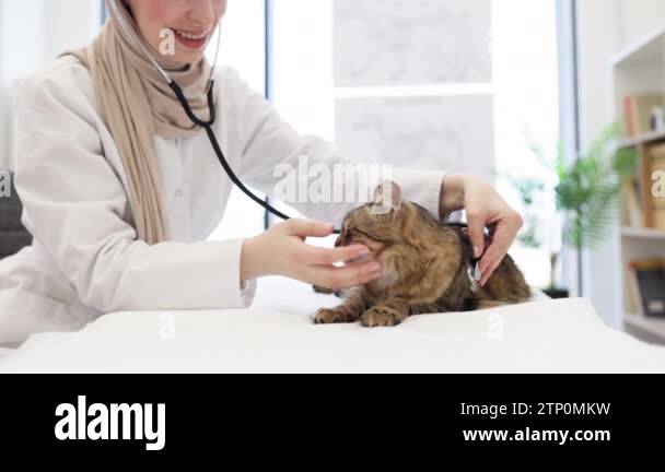 Peaceful friendly cat lying on examination couch and looking at camera ...