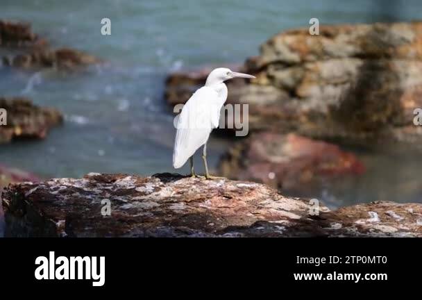 Egret species australia Stock Videos & Footage - HD and 4K Video Clips ...