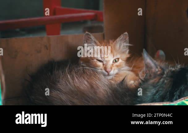 Dirty stray kittens are warming themselves with their mother in a small ...