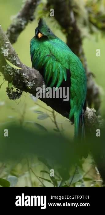 Green axis Stock Videos & Footage - HD and 4K Video Clips - Alamy