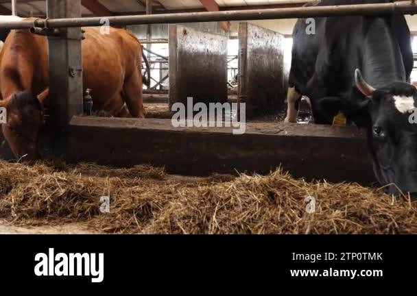 Modern livestock farm with dairy cows. Outdoor cowshed at dairy farm with herd of milking cows ...