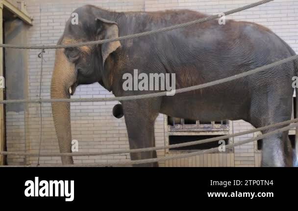 Asian elephant in a cage, an elephant behind bars, an animal in ...