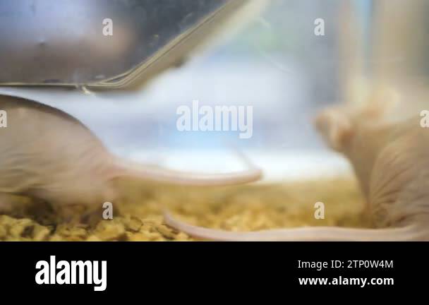 Mouse in cage a lot of. Big Group of Pet White Mice in an Aquarium ...