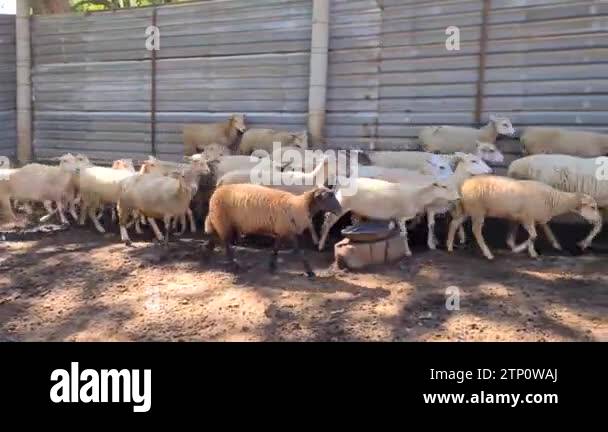 Make way for sheep Stock Videos & Footage - HD and 4K Video Clips - Alamy