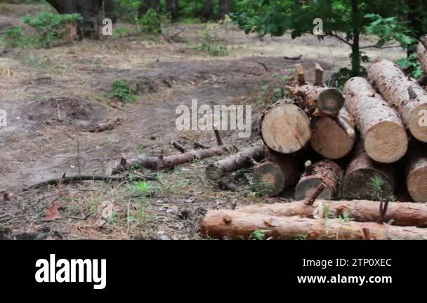 The problem of deforestation.Huge logs from felled trees lie in forest ...
