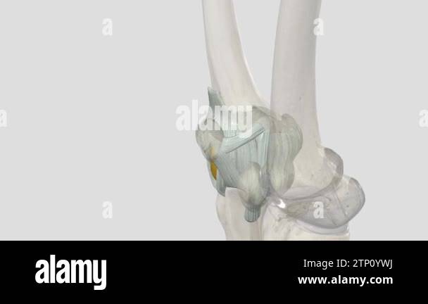 The knee joint is a hinge type synovial joint, which mainly allows for ...