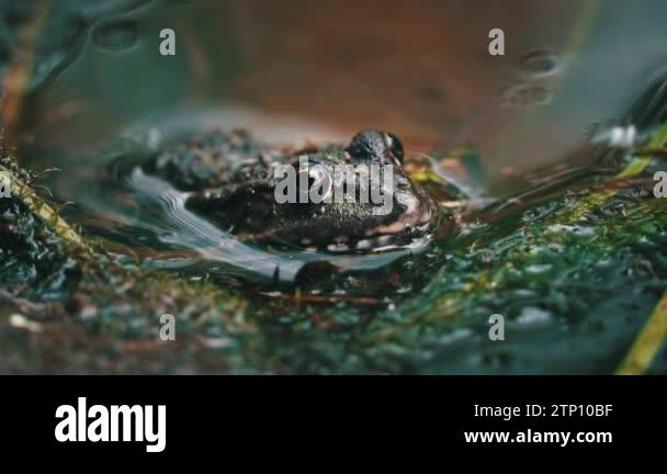 Green frog sits in a swamp close-up. Frog in the pool on floating ...