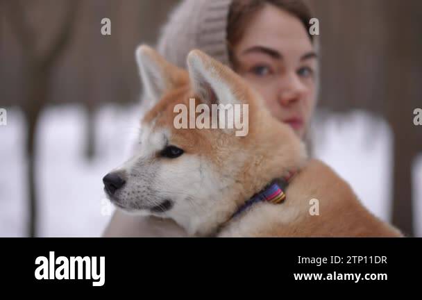 Close-up side view furry dog on shoulder of blurred young woman at ...