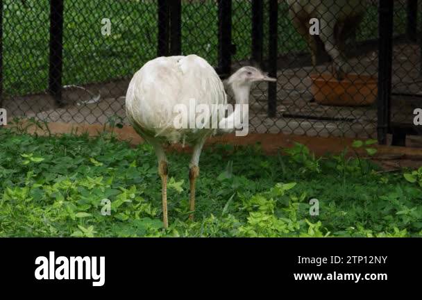 Head in plumage Stock Videos & Footage - HD and 4K Video Clips - Alamy