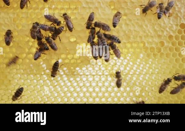 Bees family working on honeycomb in apiary. Life of Carniolan honey bee ...