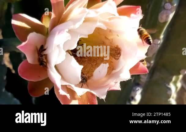 Peruvian insects Stock Videos & Footage - HD and 4K Video Clips - Alamy