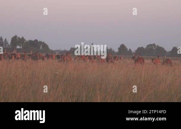 Enclosed animals Stock Videos & Footage - HD and 4K Video Clips - Alamy