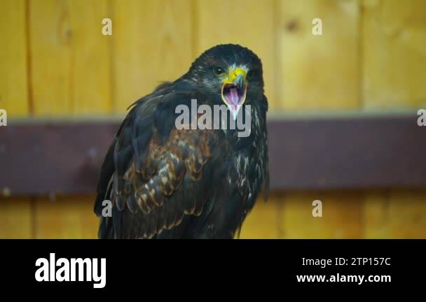 Video of hawk Stock Videos & Footage - HD and 4K Video Clips - Alamy