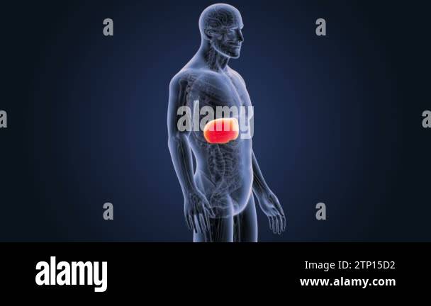 Liver with Anatomy in Skeleton Body Stock Video Footage - Alamy