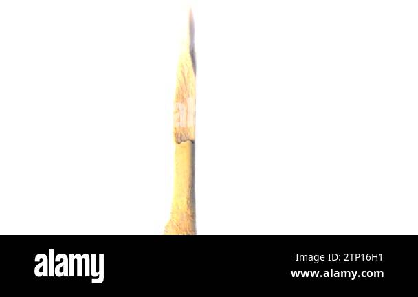 Neolithic bone tools Stock Videos & Footage - HD and 4K Video Clips - Alamy Neolithic bone tools Stock Videos & Footage - HD and 4K Video Clips - Alamy