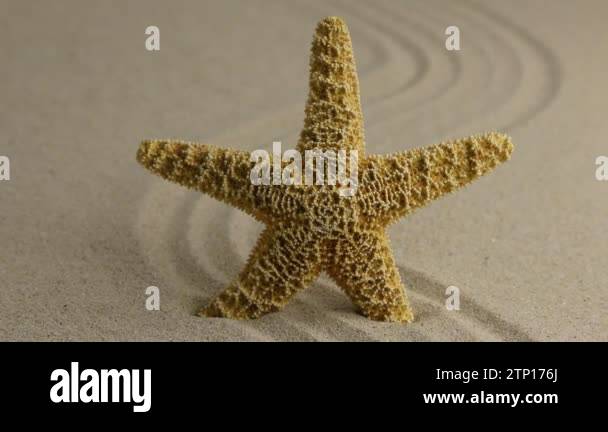 Removing starfish sticking out of the sand on the beach Stock Video ...