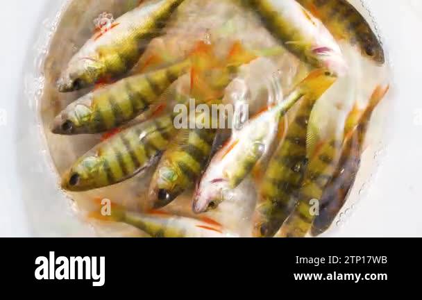 Freshly caught perches splash in a bucket of water. Fishing on the lake ...