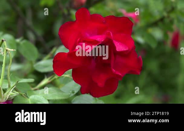 Rose symbol Stock Videos & Footage - HD and 4K Video Clips - Alamy