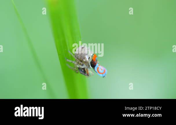 high frame rate close up shot of two maratus splendens spiders mating ...