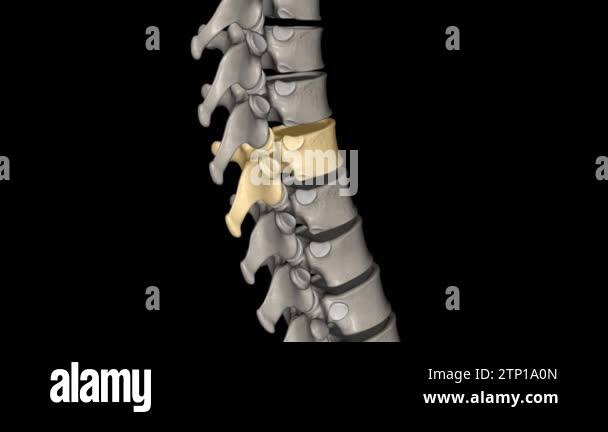 Thoracic Vertebral, T8 Twelve vertebrae are located in the thoracic ...