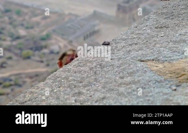 monkey hides and looks out from stone Stock Video Footage - Alamy