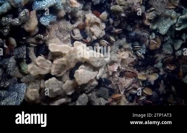 Botryllus schlosseri, commonly known as the star ascidian or golden ...