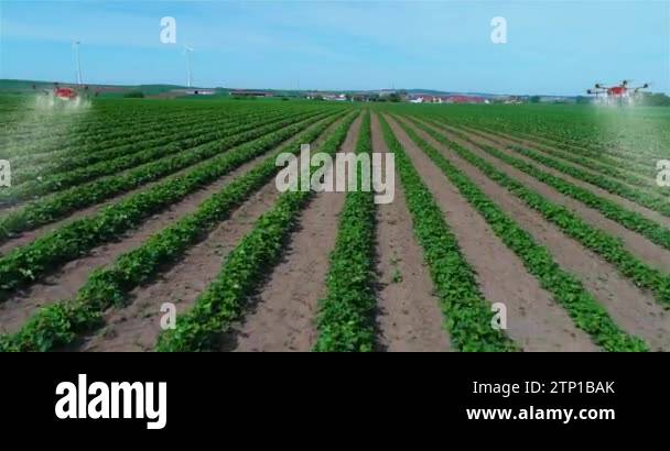 Using drones in agriculture to spray fields. Agro-drones in agriculture ...