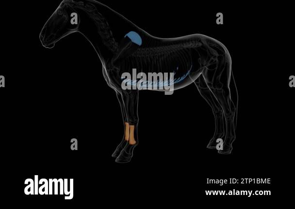 Tail cannon Stock Videos & Footage - HD and 4K Video Clips - Alamy