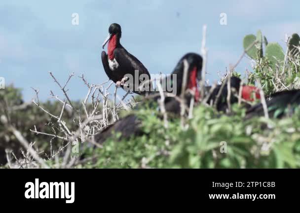 slow motion of male Magnificent frigatebird, Fregata magnificens, a big ...