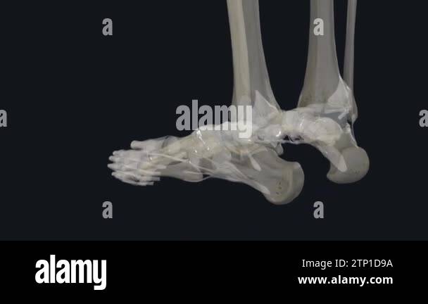 Tendon sheaths consist of two layers: a fibrous layer, made of tight ...