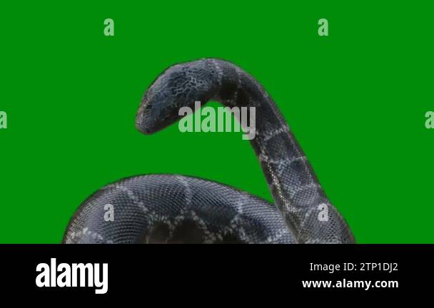 Snake Premium Quality green screen effect 4k, Abstract technology ...