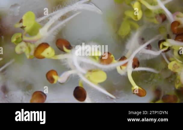Micro roots Stock Videos & Footage - HD and 4K Video Clips - Alamy