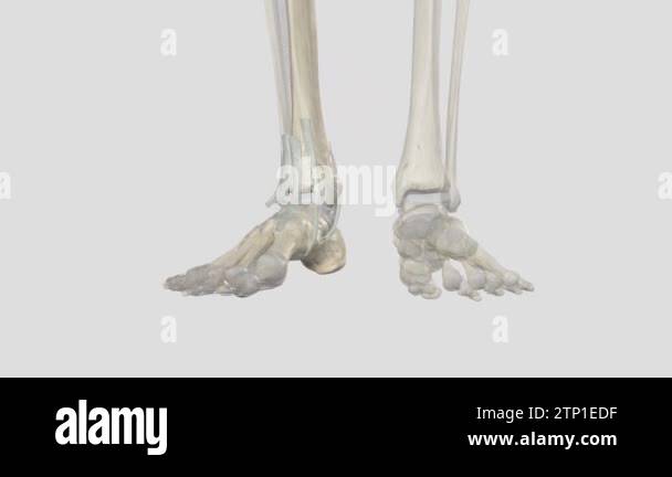 Peroneus longus muscle Stock Videos & Footage - HD and 4K Video Clips ...