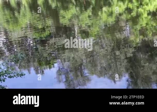 Reflections of branches Stock Videos & Footage - HD and 4K Video Clips ...