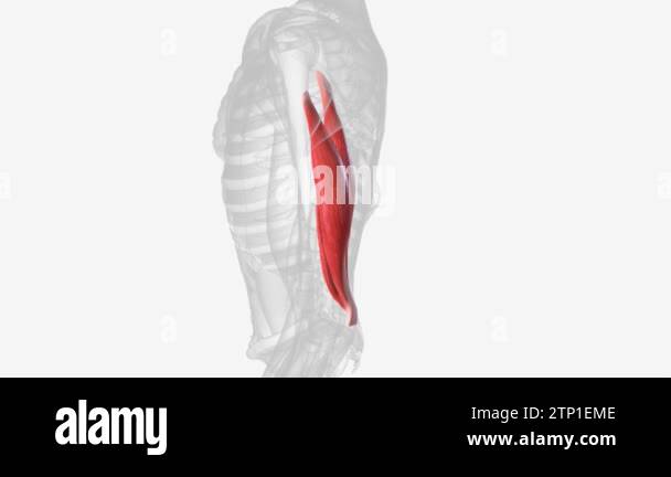 triceps brachii muscle, often referred to simply as the triceps, is a ...