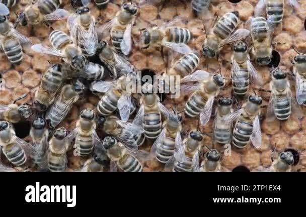 Bee larva, honey bee brood. The Birth of a Bee, Life Cycle. A honey bee ...