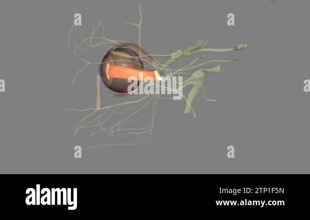 The medial rectus is an adductor, and functions along with the lateral ...