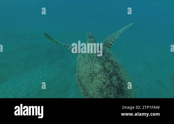 Big male Green Sea Turtle (Chelonia mydas) with Remora fish (Echeneis ...