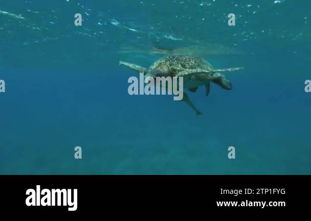 Big male Green Sea Turtle (Chelonia mydas) with Remora fish (Echeneis ...